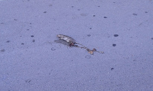 Castellammare - Topo morto lungo la strada da tre giorni in via Einaudi ... Castellammare - Topo morto lungo la strada da tre giorni in via Einaudi ...